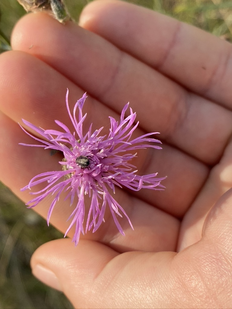 Blunt Knapweed Flower Weevil from Southeast Calgary, Calgary, AB ...