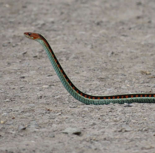 California Red-sided Garter Snake (Thamnophis sirtalis infernalis ...