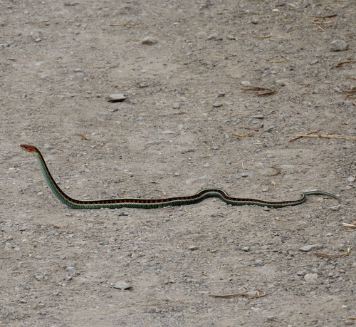 California Red-sided Garter Snake (Thamnophis sirtalis infernalis ...