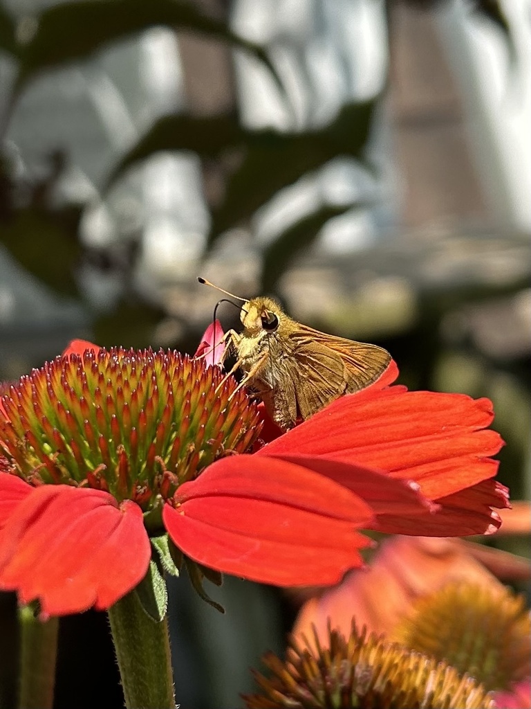 Huron Sachem from S Pennell Rd, Media, PA, US on August 23, 2024 at 02: ...
