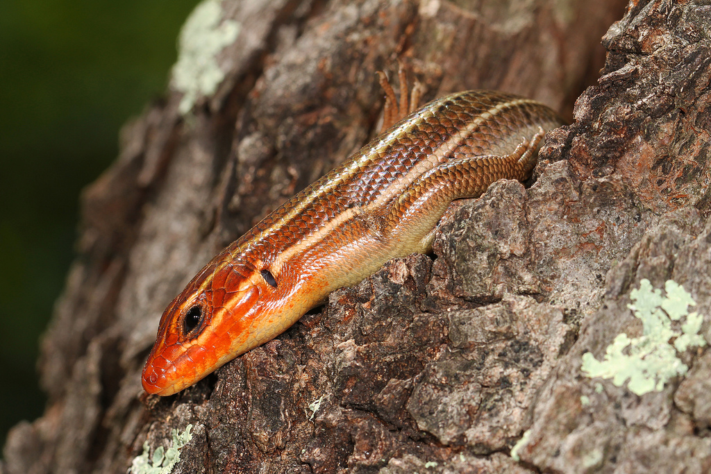 Broad-headed Skink (Reptiles of Citrus County) · iNaturalist