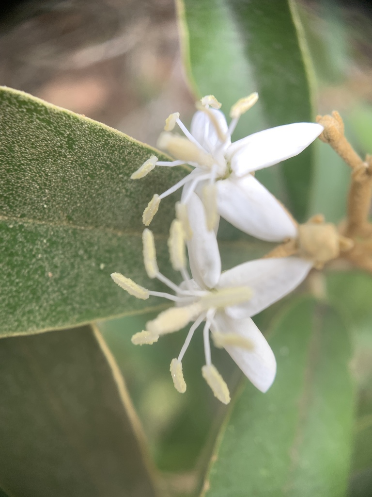 (Quadrella domingensis) - Botanical Realm