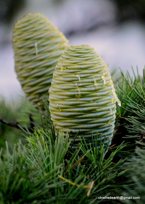 Deodar cedar from Joshimath, Uttarakhand 246443, India on June 23, 2016 ...