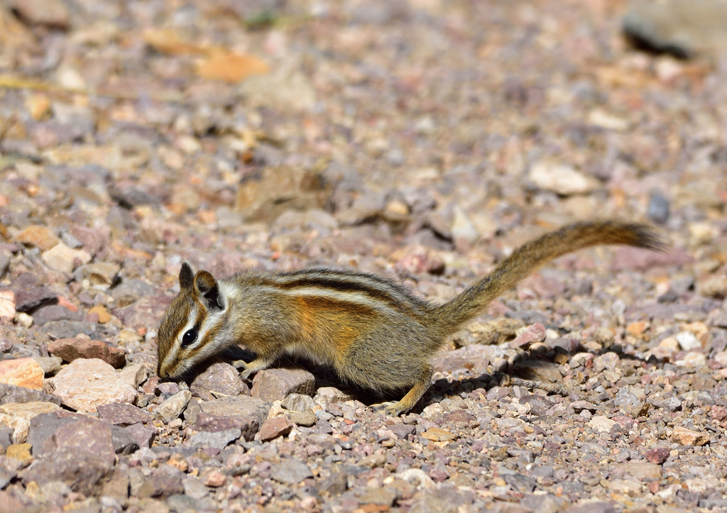 Colorado Chipmunk in June 2019 by Ad Konings · iNaturalist