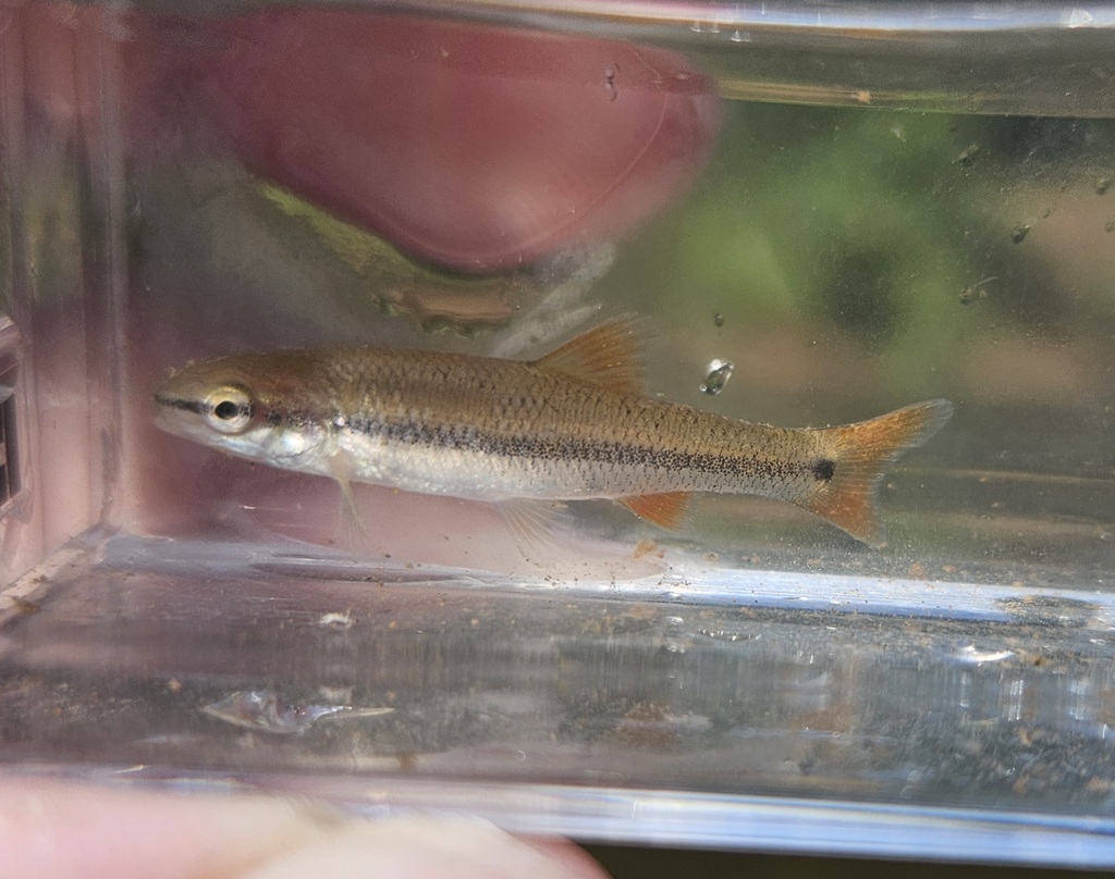 Redtail Chub from Trigg County, KY, USA on August 23, 2024 at 10:13 AM ...