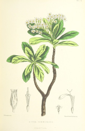 Commidendrum spurium · iNaturalist Mexico