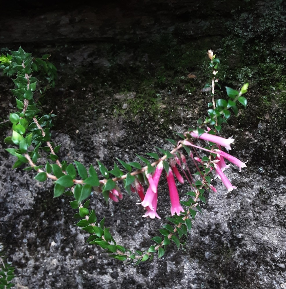 fuchsia heath from Gardens of Stone SCA, Blackmans Flat NSW 2790 ...