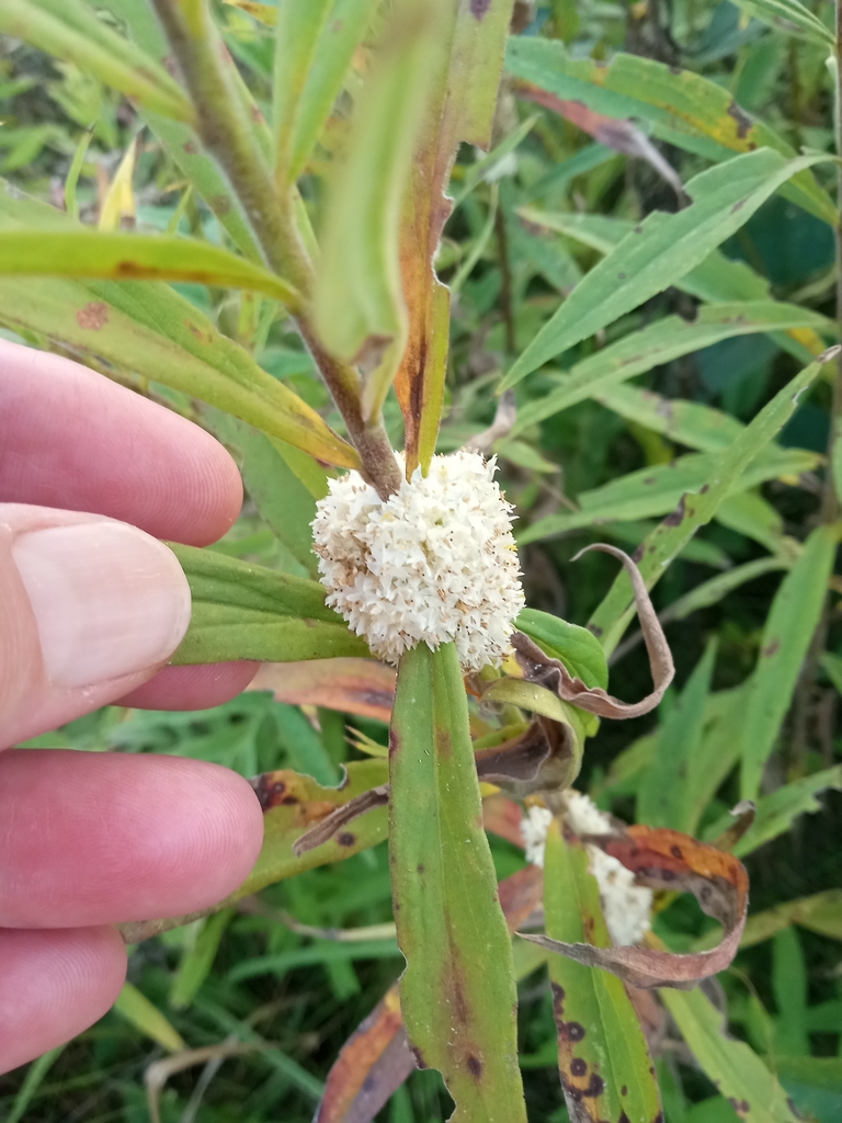 Rope Dodder from Prospect Heights, IL 60070, USA on August 23, 2024 at ...