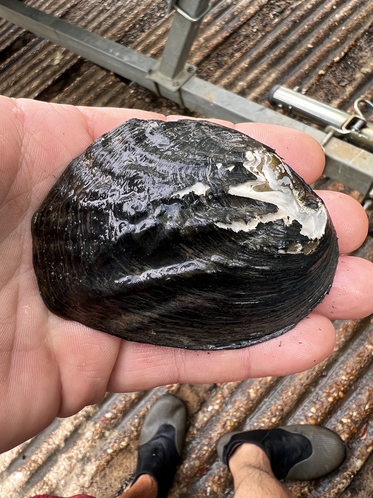 Three-ridge Mussel from SR-41, Brewton, AL, US on June 27, 2024 at 11: ...