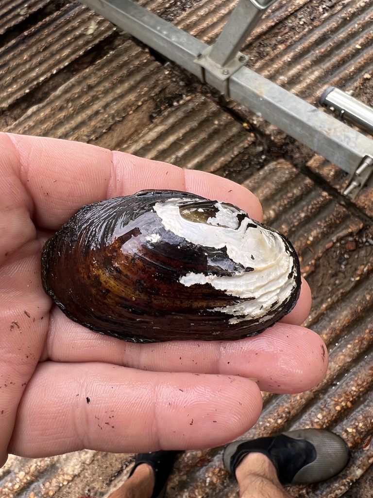 Rough Fatmucket from SR-41, Brewton, AL, US on June 27, 2024 at 11:07 ...