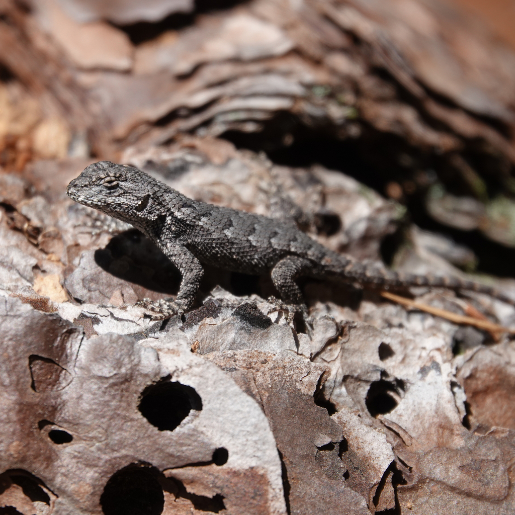 Eastern Fence Lizard from Weymouth Woods - Sandhills Nature Preserve ...