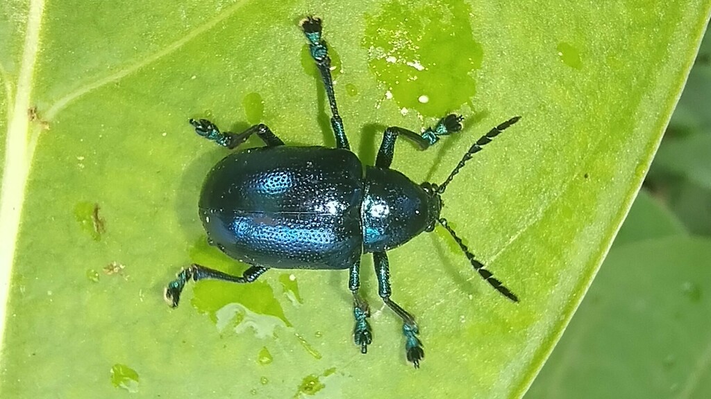 Platycorynus peregrinus from Doiwala, Dehradun, Uttarakhand, India on ...