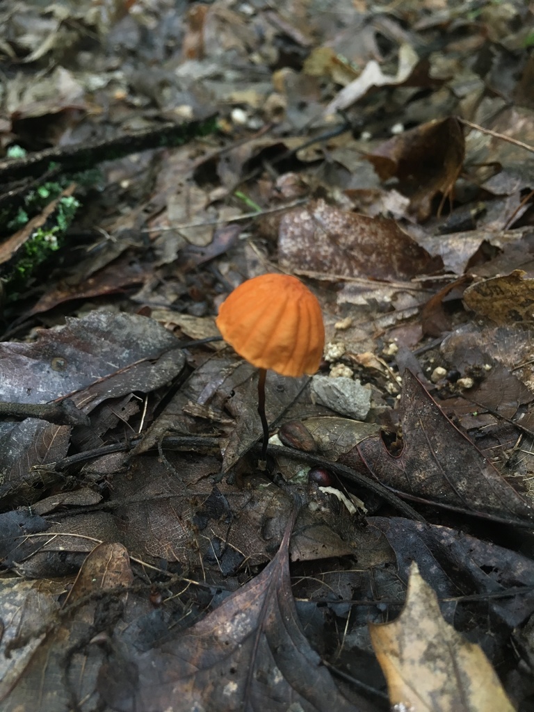Orange Pinwheel from Orange County, IN, USA on June 16, 2019 at 10:32 ...