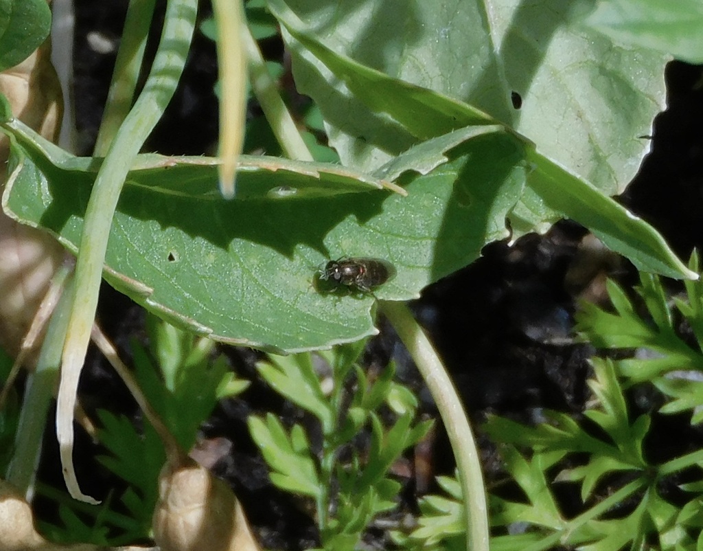 Onion Bulb Fly from Forest Grove, OR 97116, USA on August 18, 2024 by ...
