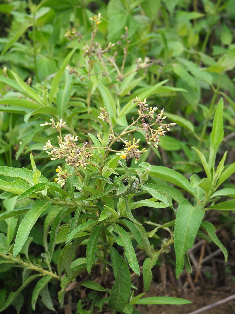 Sambong (Blumea balsamifera) - Botanical Realm
