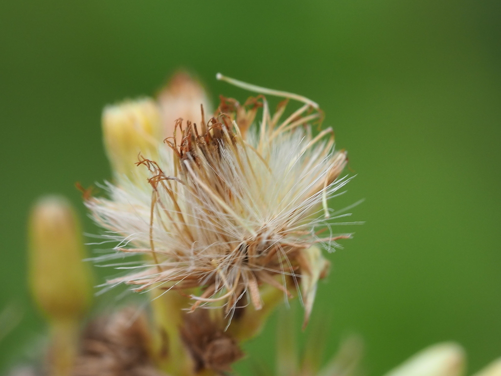 Sambong (Blumea balsamifera) - Botanical Realm