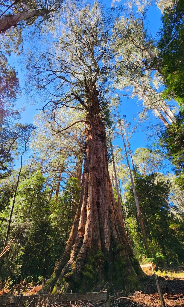 Shining Gum from Baw Baw - Pt B East, Australian Alps - Victoria, AU-VI ...