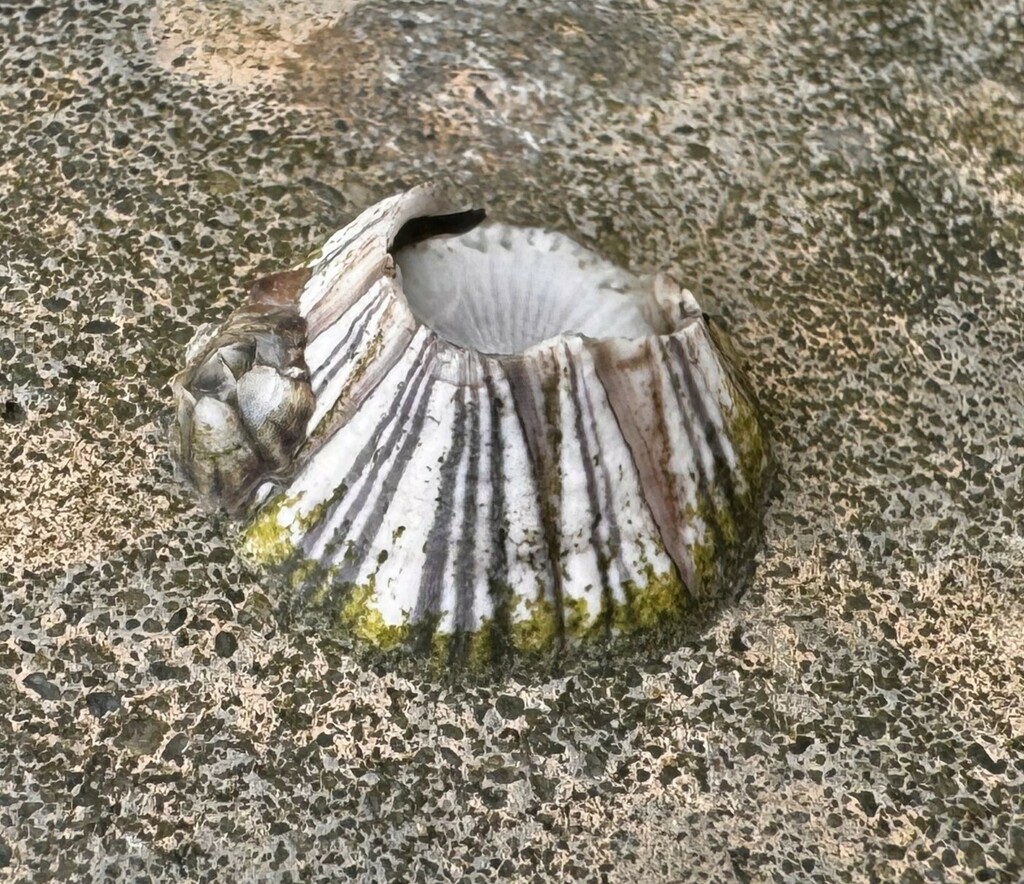 Striped Barnacle from Jim King Park, Duval Co., FL, USA on August 22 ...