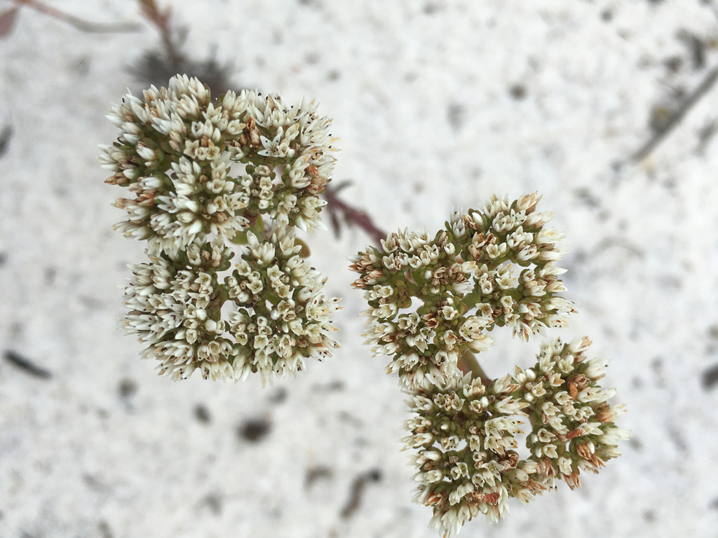 (Paronychia erecta erecta) - Botanical Realm