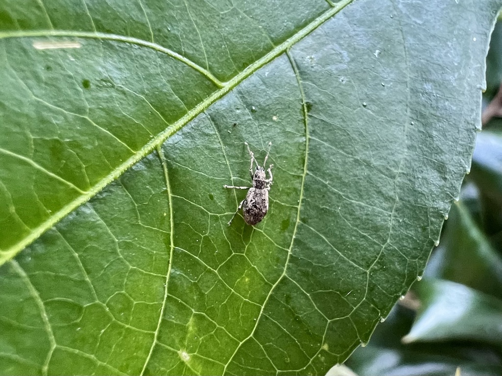 Peach Root Weevil from Point Pleasant Rd, Chattanooga, TN, US on August ...