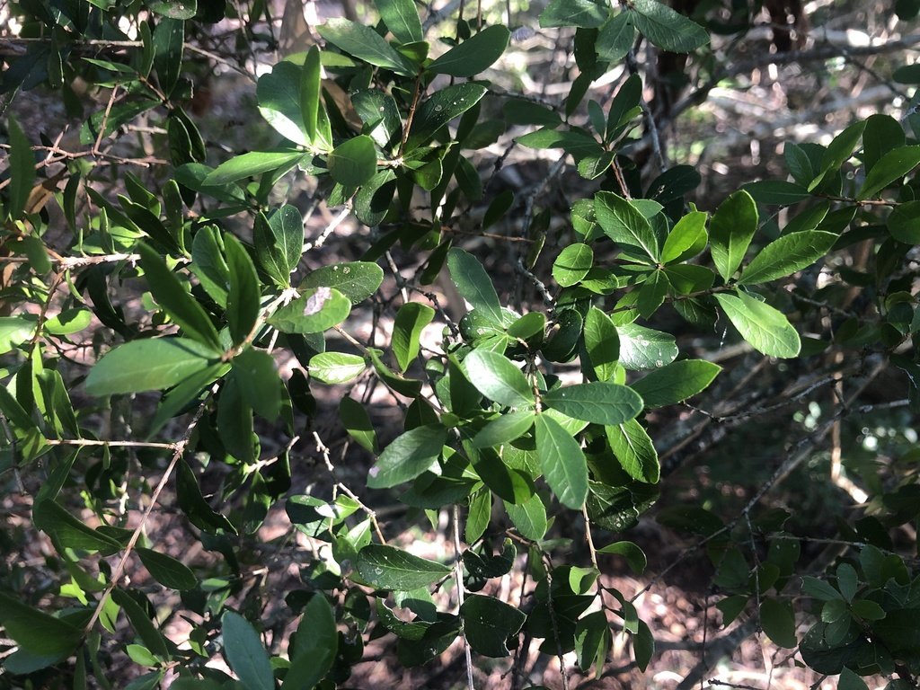 Denhamia parvifolia from Tarong Dr, Kingaroy, QLD, AU on August 24 ...