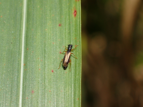 Genus Neohydnus · iNaturalist