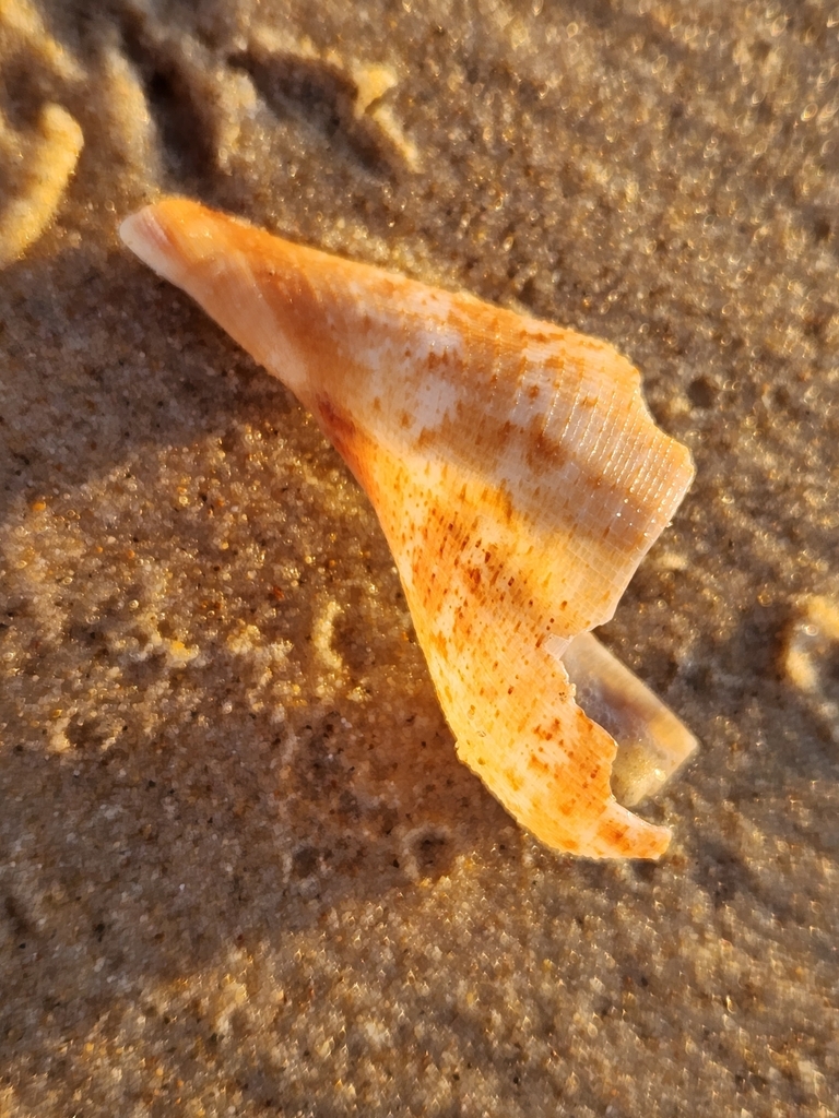 Paper Fig Shell from Redland, QLD, Australia on August 24, 2024 at 06: ...