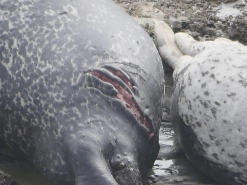 Great White Shark from Santa Cruz County, CA, USA on August 17, 2024 at ...