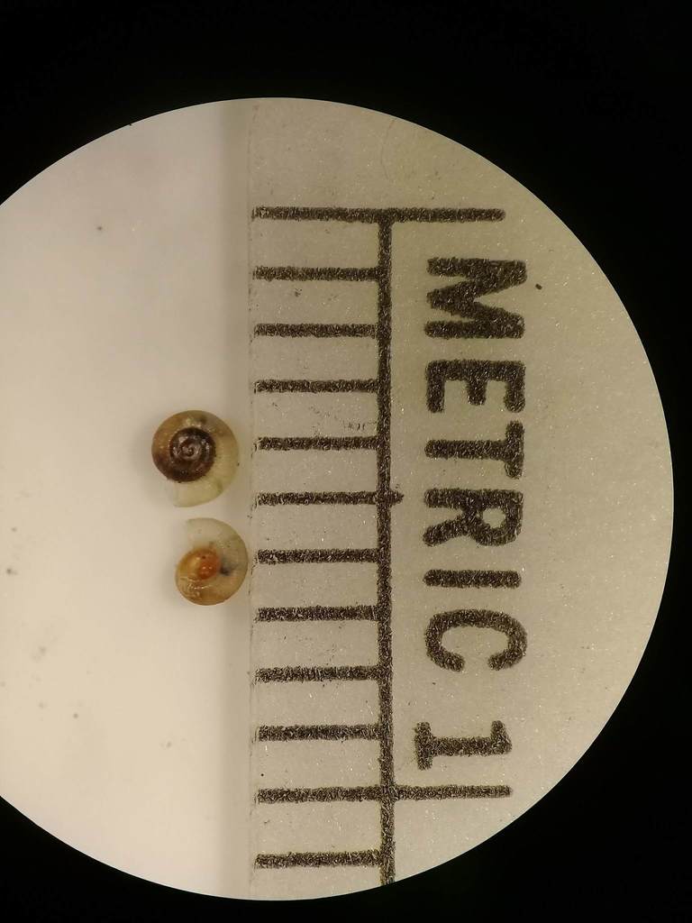 Fine-ribbed Striate (Snails of Ontario) · iNaturalist