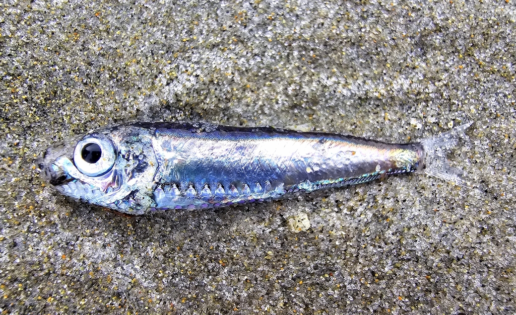 Pennant Pearlside (Maurolicus australis) - Marine Life Identification