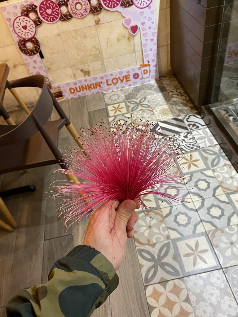 Shaving Brush Tree in February 2024 by waldelarn · iNaturalist