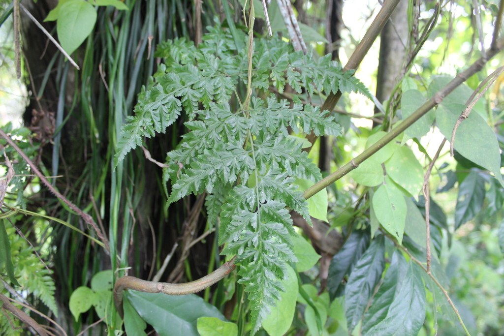 giant hare's foot fern in August 2024 by Samuel Brillo · iNaturalist