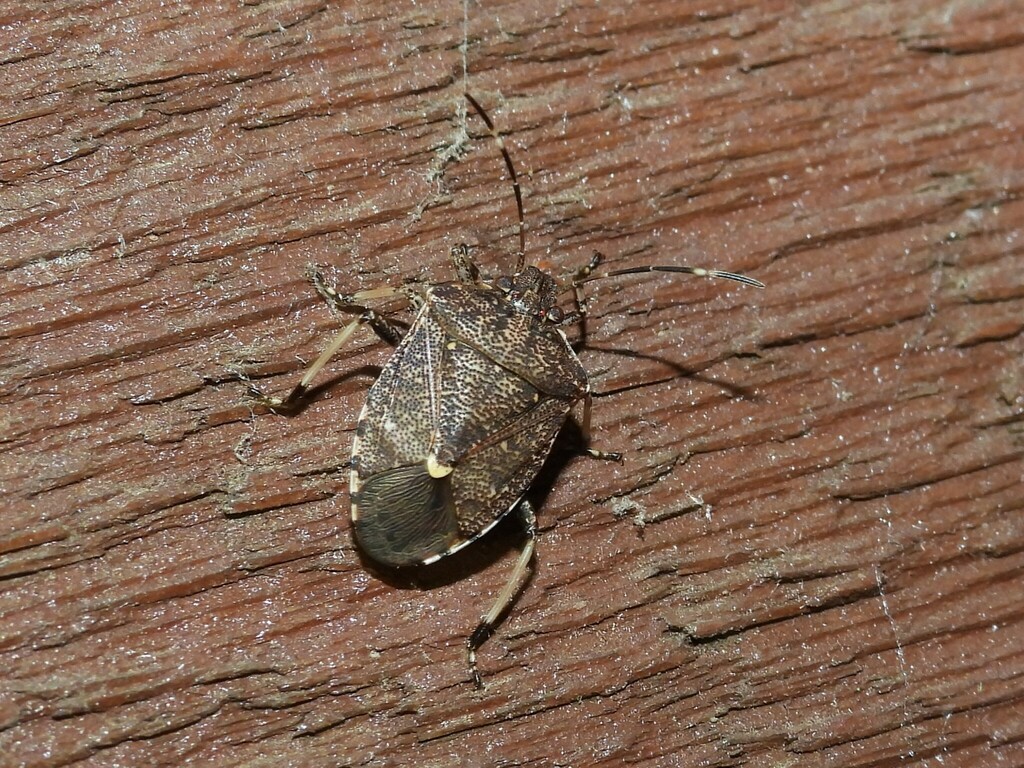 Oncocoris from Coomba Park NSW 2428, Australia on August 24, 2024 at 07 ...
