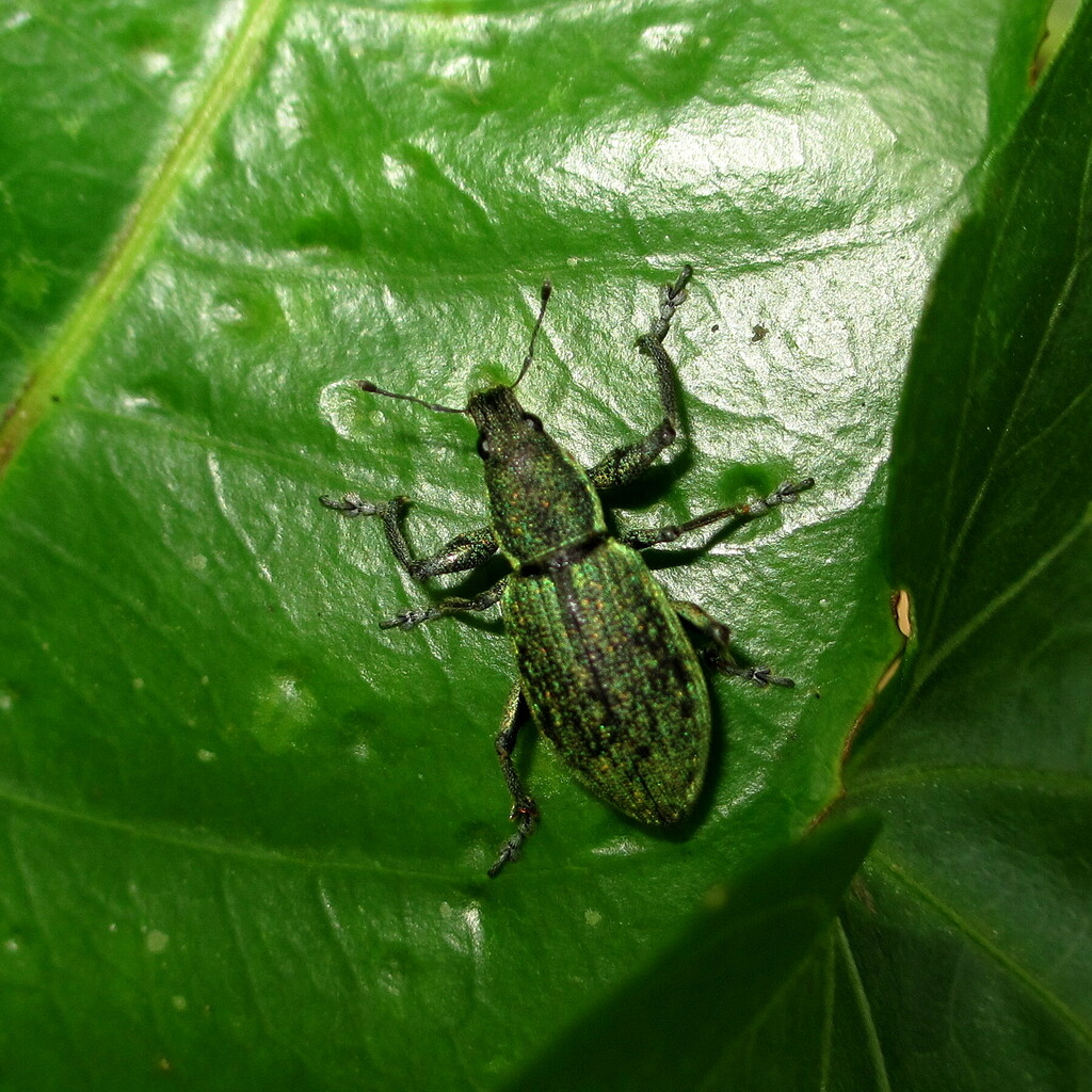 Lepropus lateralis from Mu Si, Pak Chong District, Nakhon Ratchasima ...