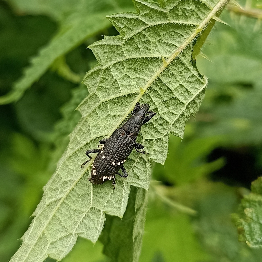 Peribleptus scalptus from 36GV+H4R, Jainti, Uttarakhand 262554, India ...