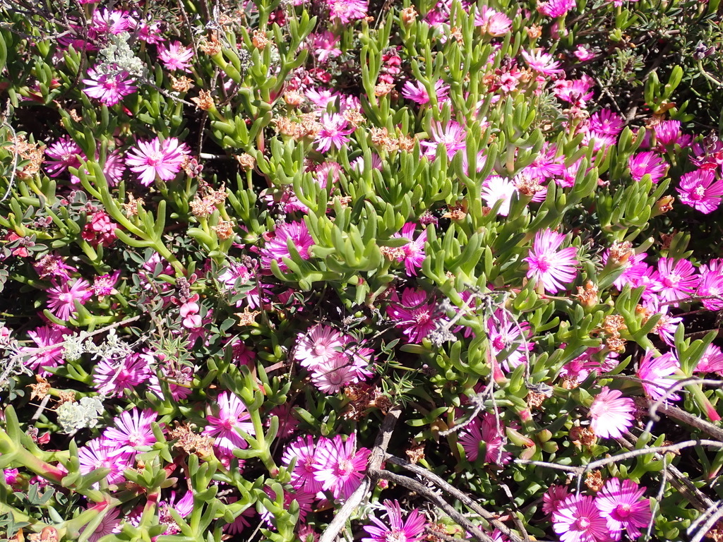 Ruschia archeri from Rooiberg, Klein Karoo, South Cape, South Africa on ...