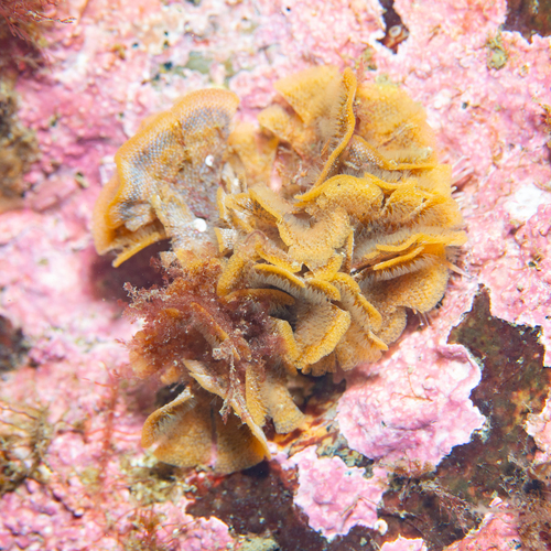 Carbasea carbasea · iNaturalist