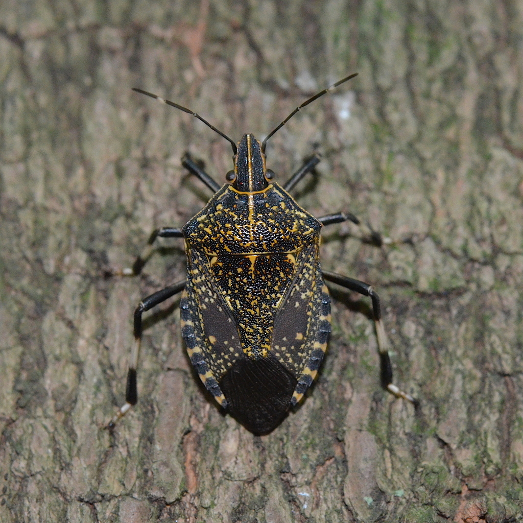 Yellow-spotted Stink Bug from Shirokanedai, Minato City, Tokyo 108-0071 ...