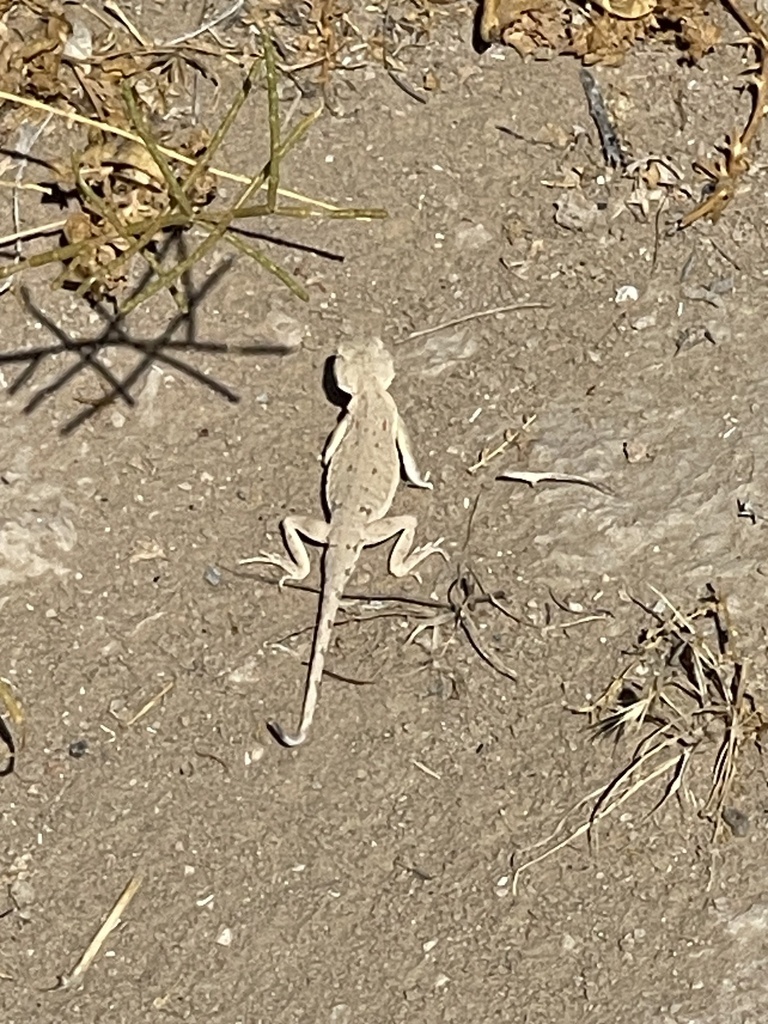 Trans-Caspian Toad-headed Agama from Gunar Tepe, Mary, TM on August 22 ...