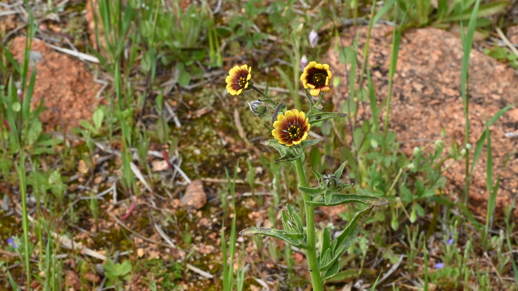 one-eye monster from North Kellerberrin WA 6410, Australia on August 19 ...