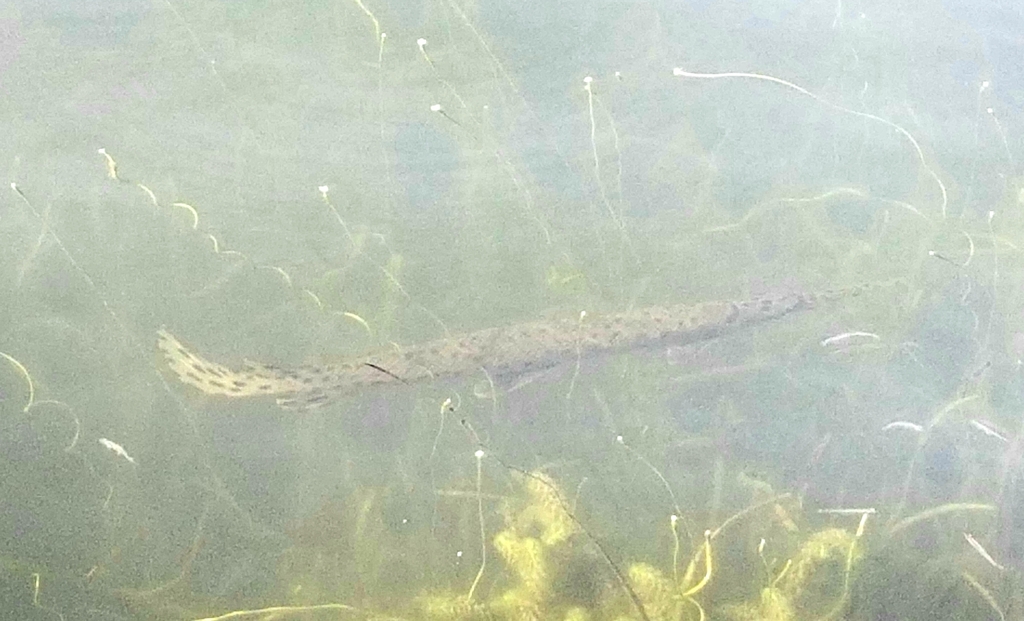 Longnose Gar from Downtown, Pittsburgh, PA, USA on August 24, 2024 at ...