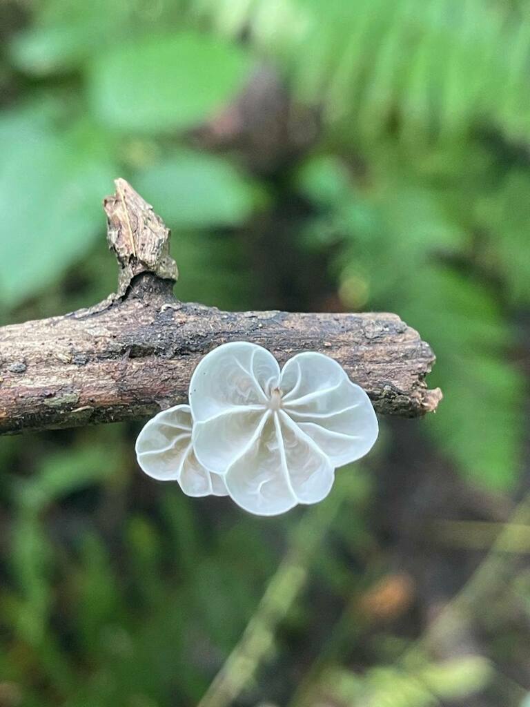 Campanella from Pathari Shanishchare 56600, Nepal by Sudeep Rai ...