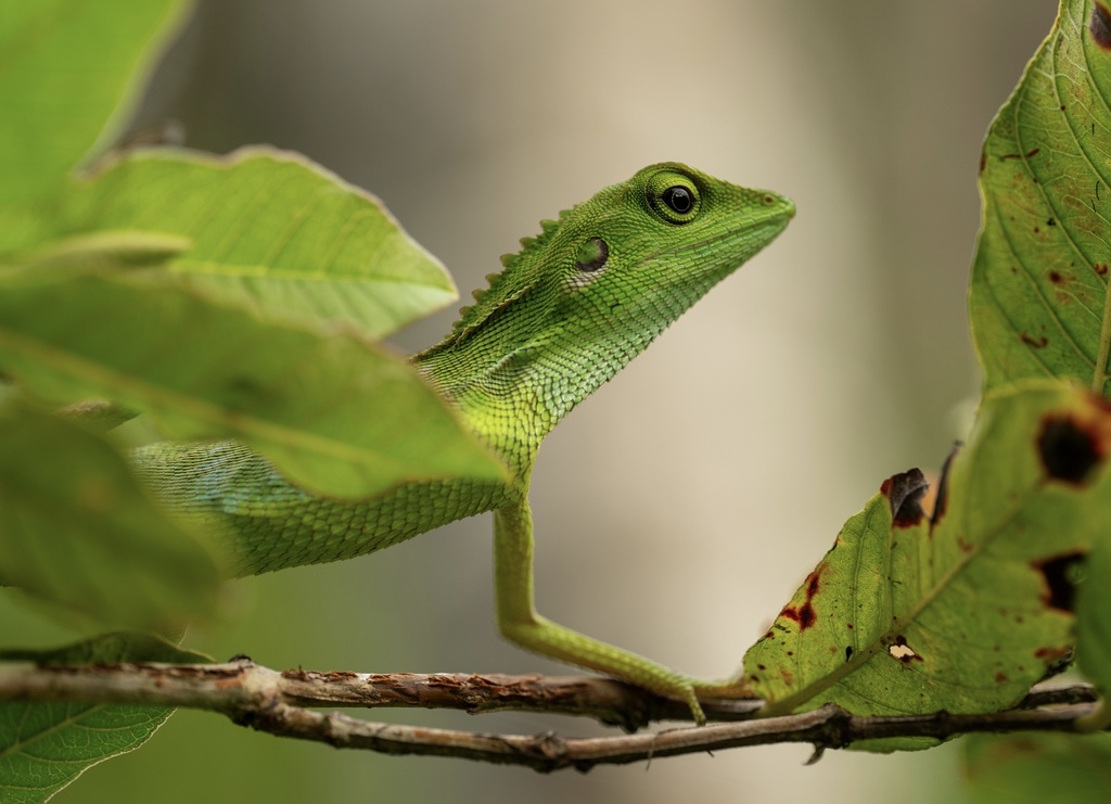 Southeast Asian Green Forest Lizards from Palawan, Puerto Princesa ...