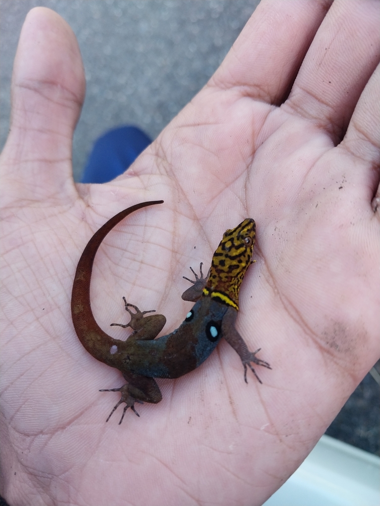 Eyespot Gecko from Tobago, Trinidad and Tobago on August 23, 2024 at 04 ...