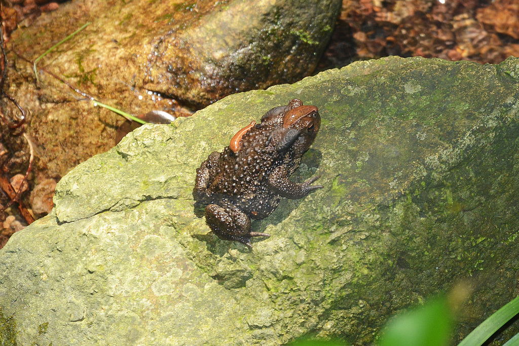 Asiatic Toad from 中国宁波市北仑区九峰山 邮政编码: 315809 on June 15, 2019 at 11:45 AM ...