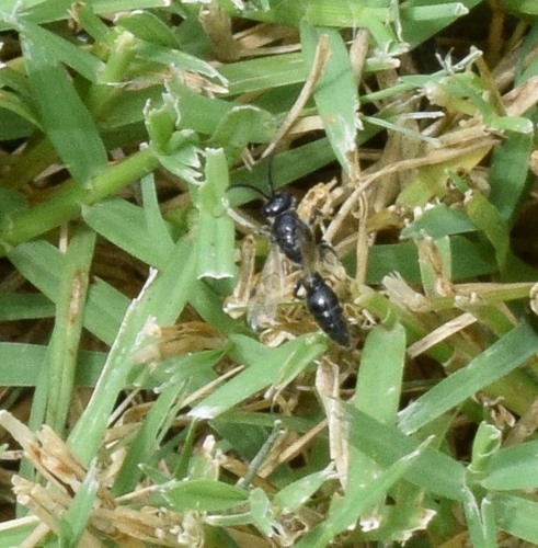 Spring Tiphia (Tiphia vernalis) · iNaturalist United Kingdom