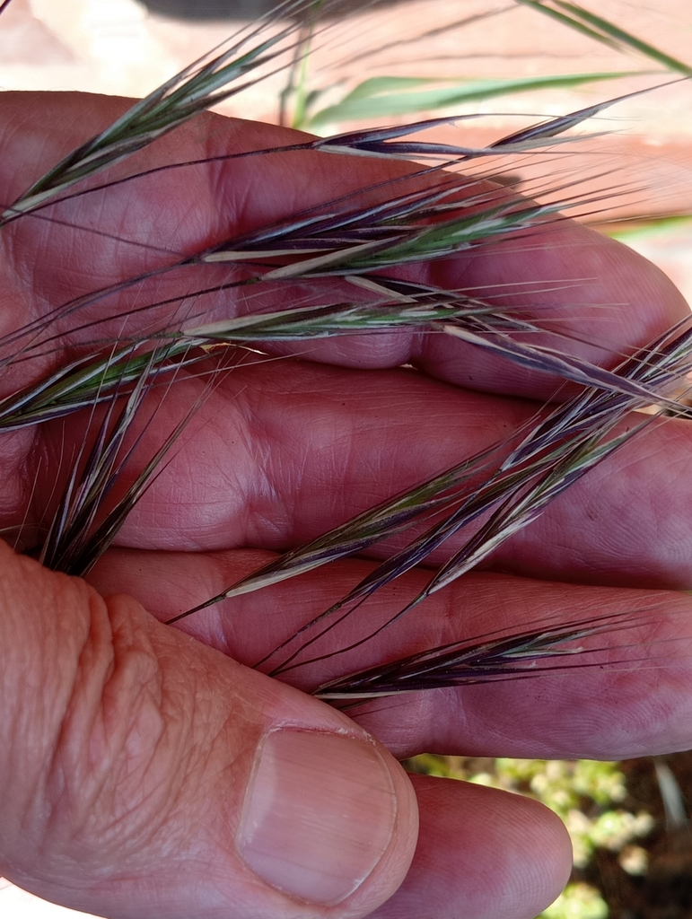 Barren Brome from Rawcliffe, York YO30, UK on 24 August, 2024 at 05:16 ...