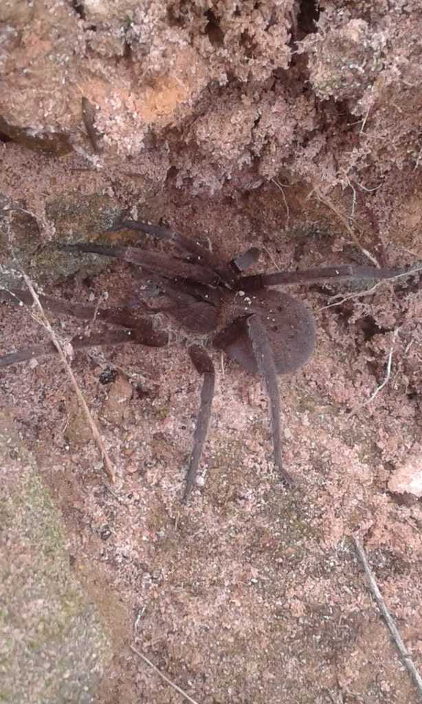 Armed Spiders from Conj. Hab. Pedro Afonso Junqueira, Poços de Caldas ...