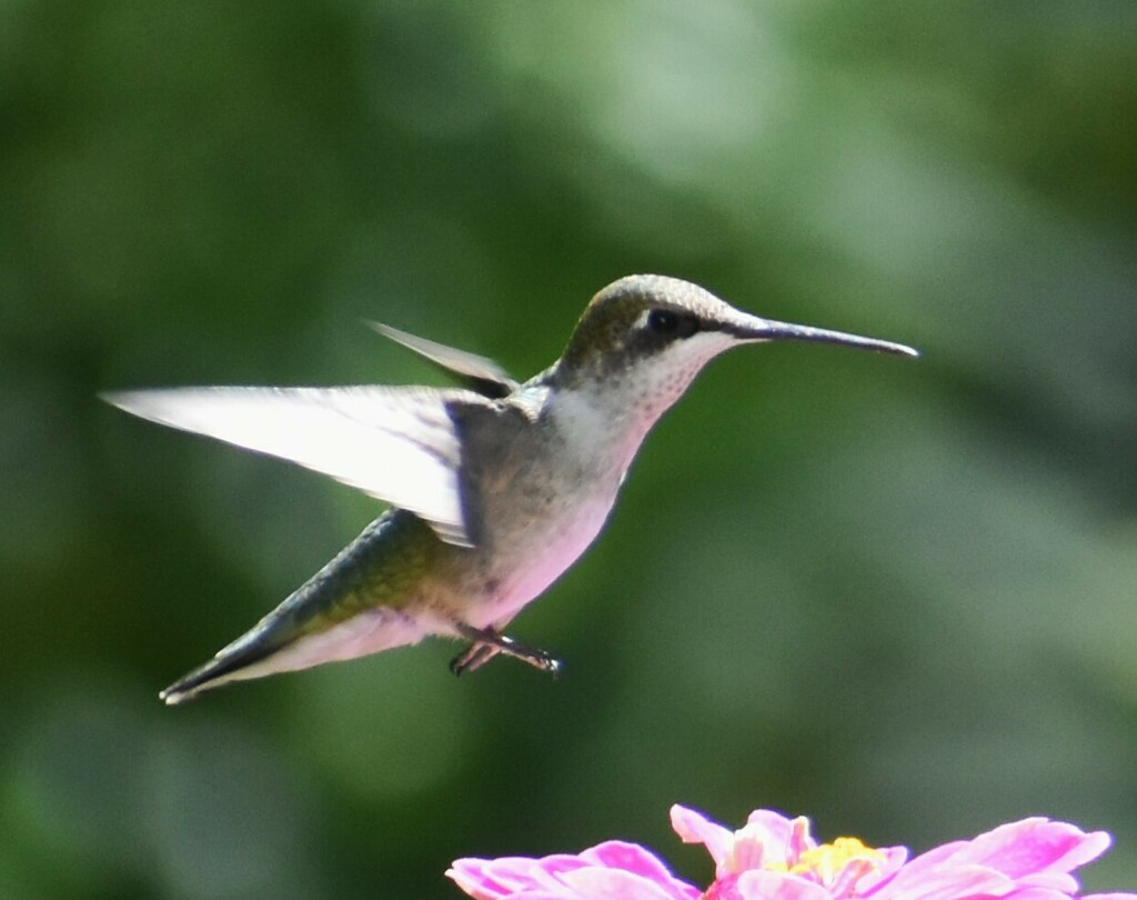 Ruby-throated Hummingbird from Avon, ME 04966, USA on August 24, 2024 ...