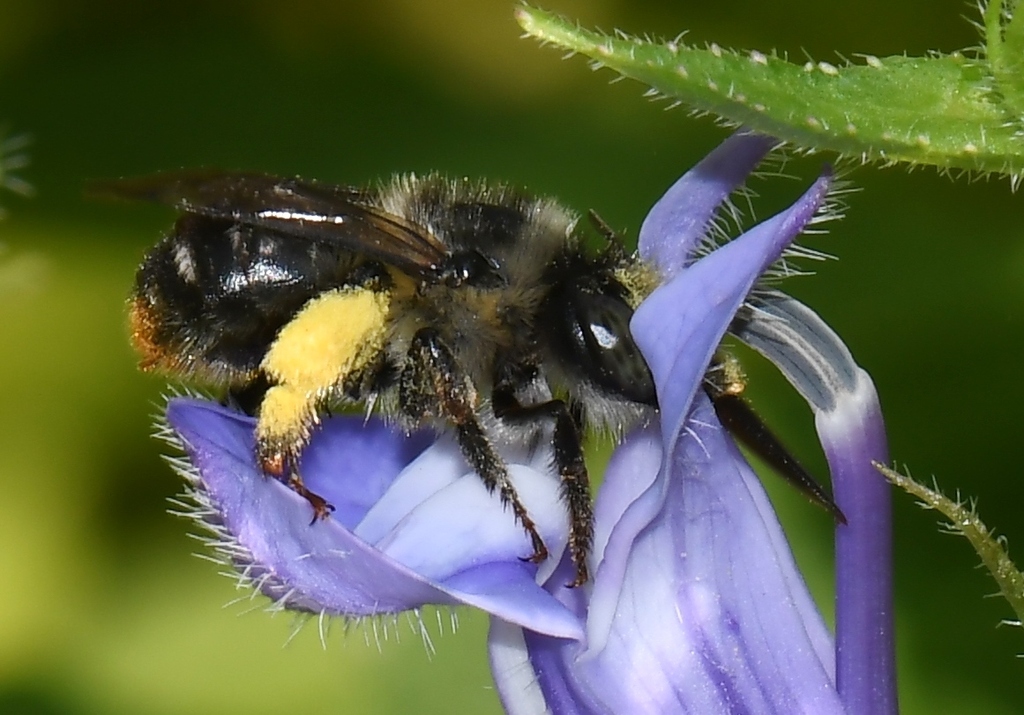 Orange-tipped Wood-digger from Schoolhouse on August 24, 2024 at 12:08 ...